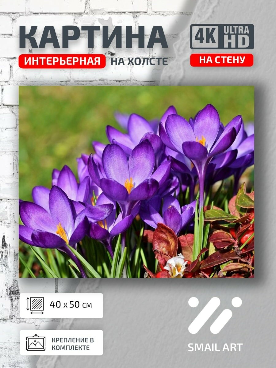 Картина на холсте интерьерная 40 на 50 на стену крокуса фиалки для офиса атмосфера