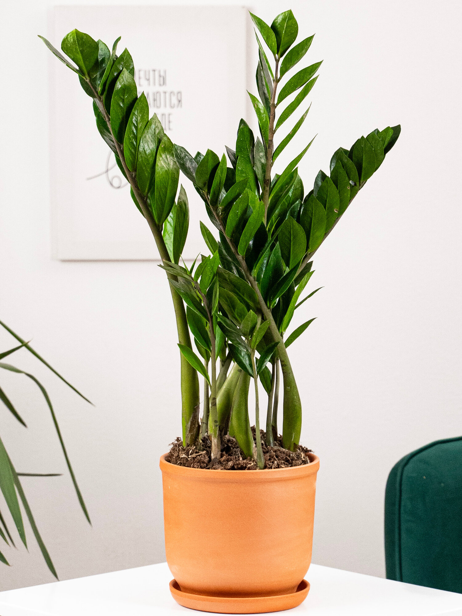 Geo Glass: Замиокулькас в горшке , комнатное растение в керамике 70-80 см