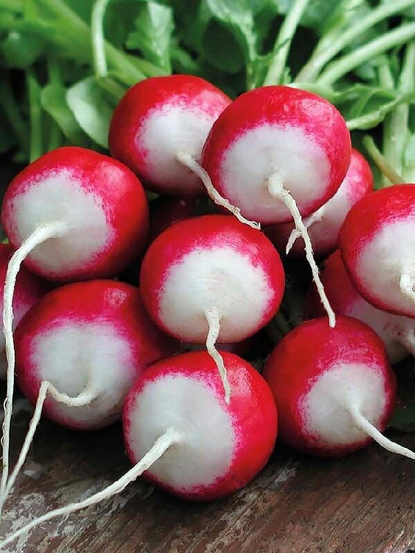 Коллекционные семена редиса Веселая окрошка