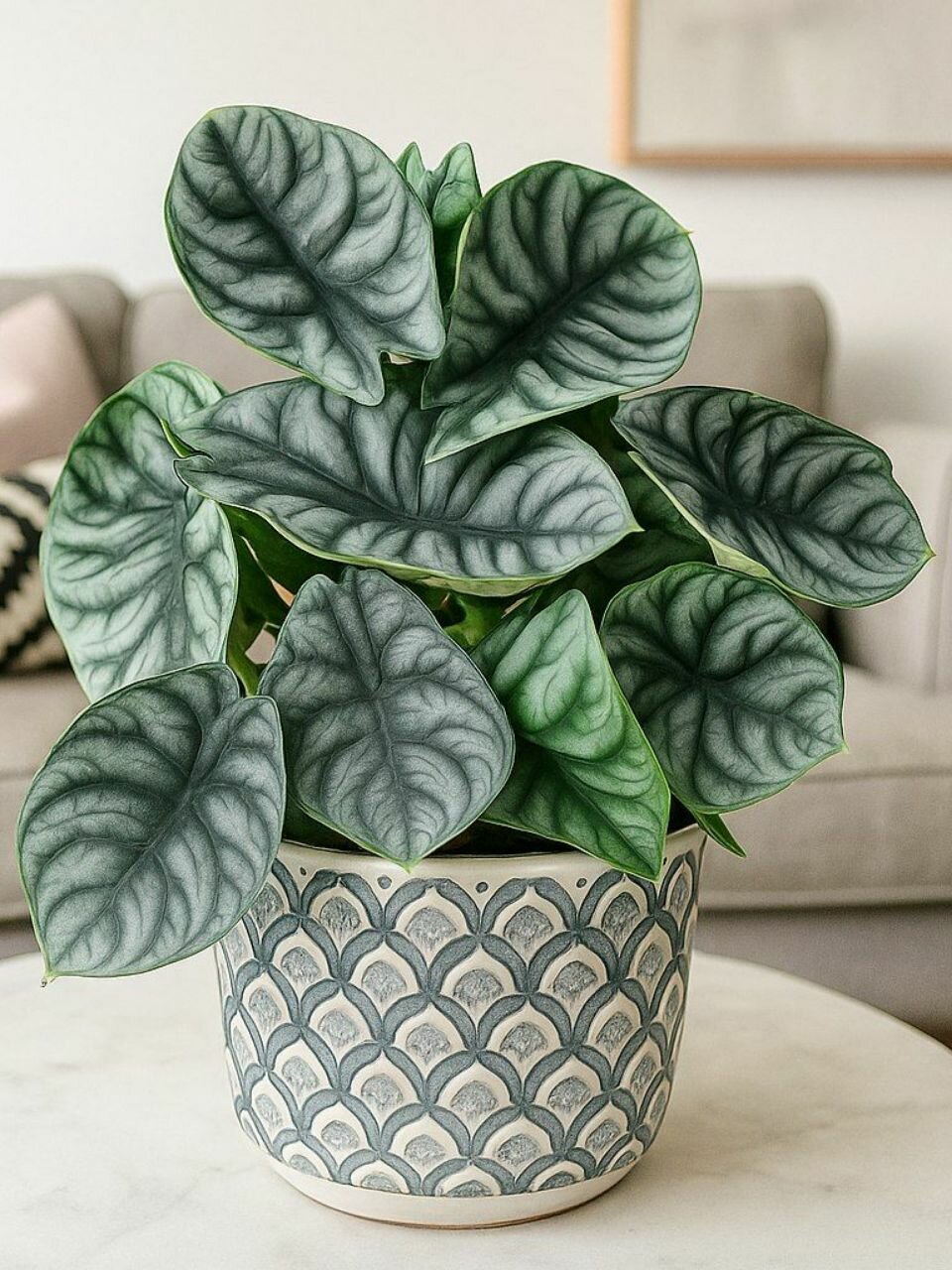 Алоказия GREEN TOWN "Silver Dragon", живое растение, в горшке, 28 см
