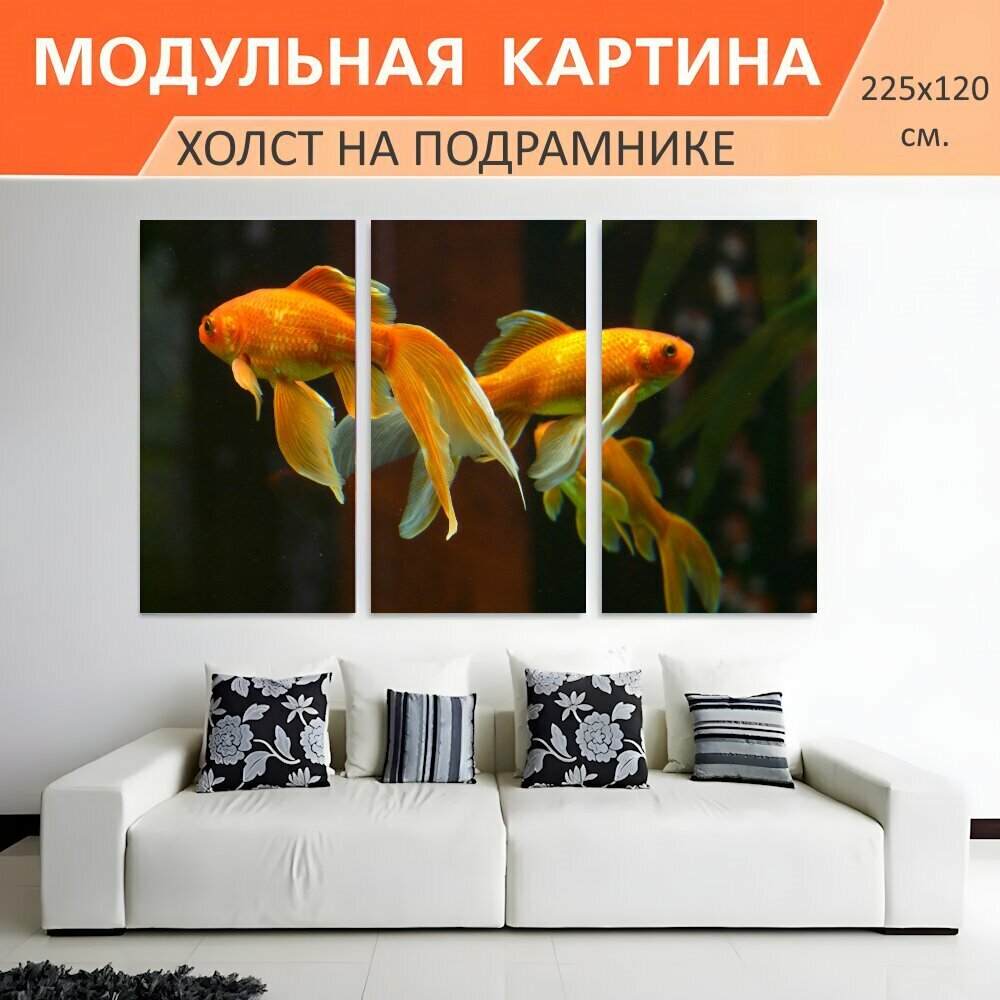 Модульная картина на холсте "Вуаль хвоста, рыбы, золотая рыбка" триптих на подрамнике 225х120 см. для интерьера