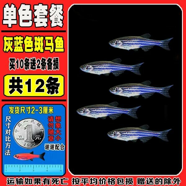 Специальная цена: Зебрафиш, тропические рыбки для начинающих, конфетные цвета, декоративные рыбки, легкие в выращивании и уходе, маленькие рыбки