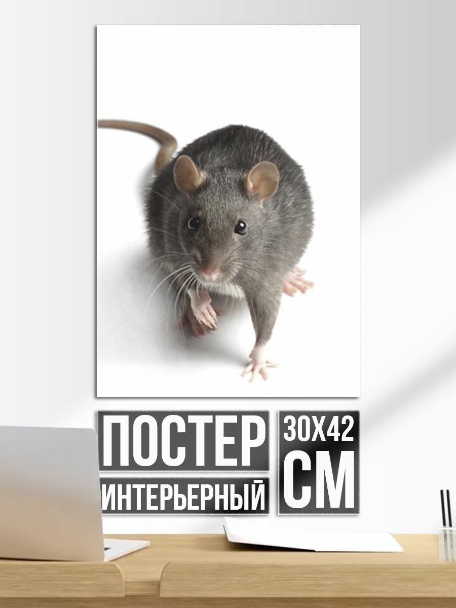 Постер на стену Крыса