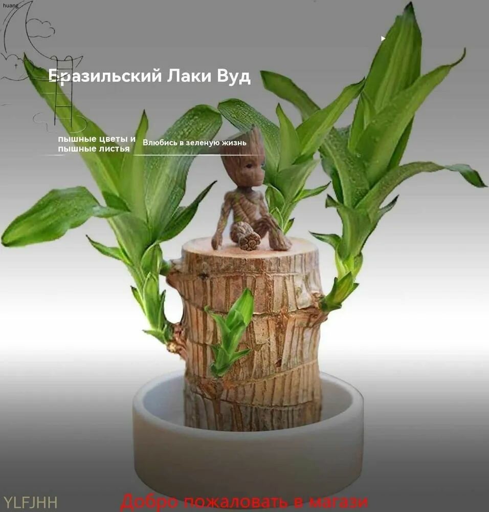 Миниатюрный бразильский счастливый бамбуковый кол в горшке Гидропонный подарок (бразильское дерево/кукла)