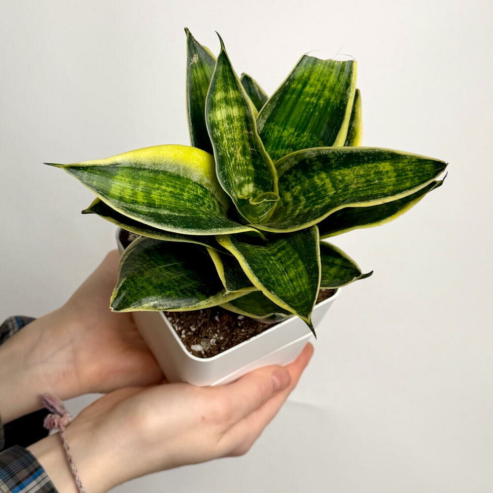 Комнатное растение живое, Сансевиерия Ханни в горшочке, 18 см