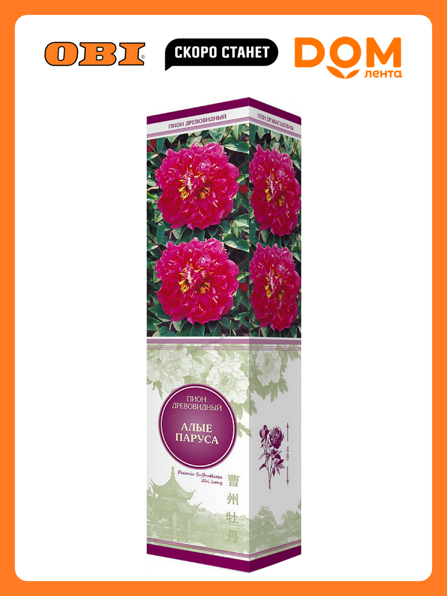 Растение Пион древовидный Алые Паруса поиск