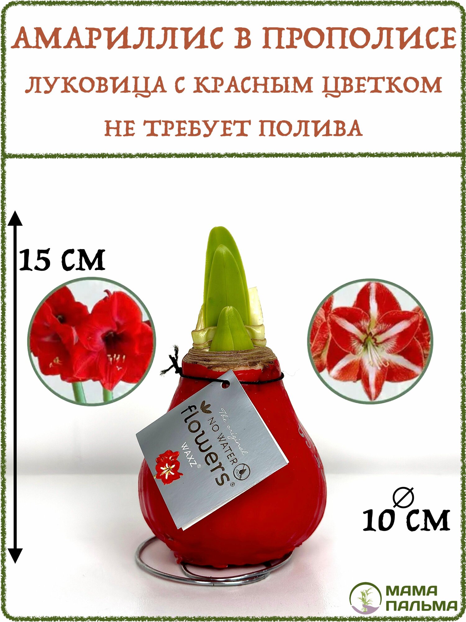 Амариллис луковица с красным цветком в оболочке случайного цвета (до 5 стрелок из луковицы)