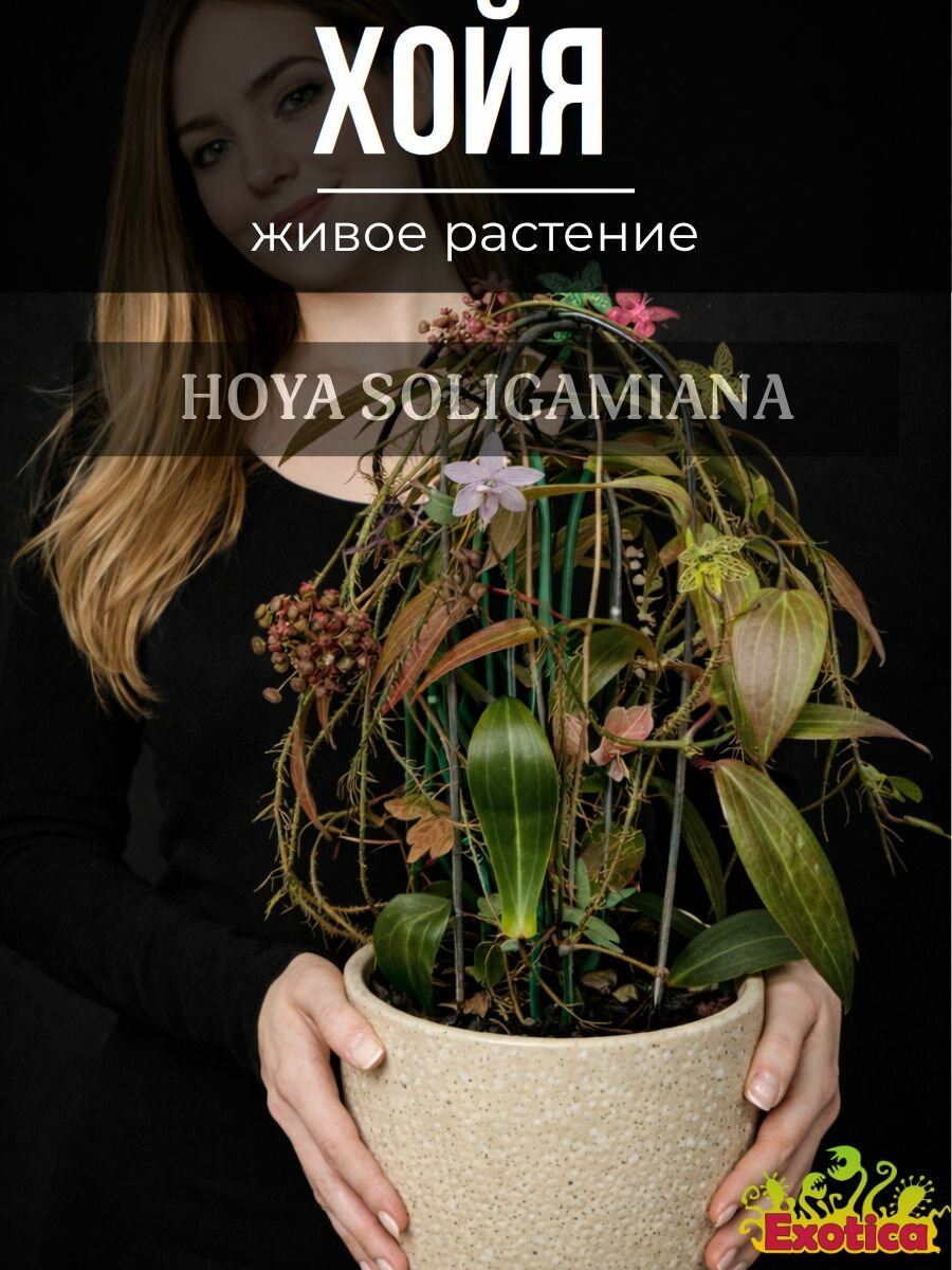Хойя Солгимиана (Hoya Soligamiana) D10см, живой цветок