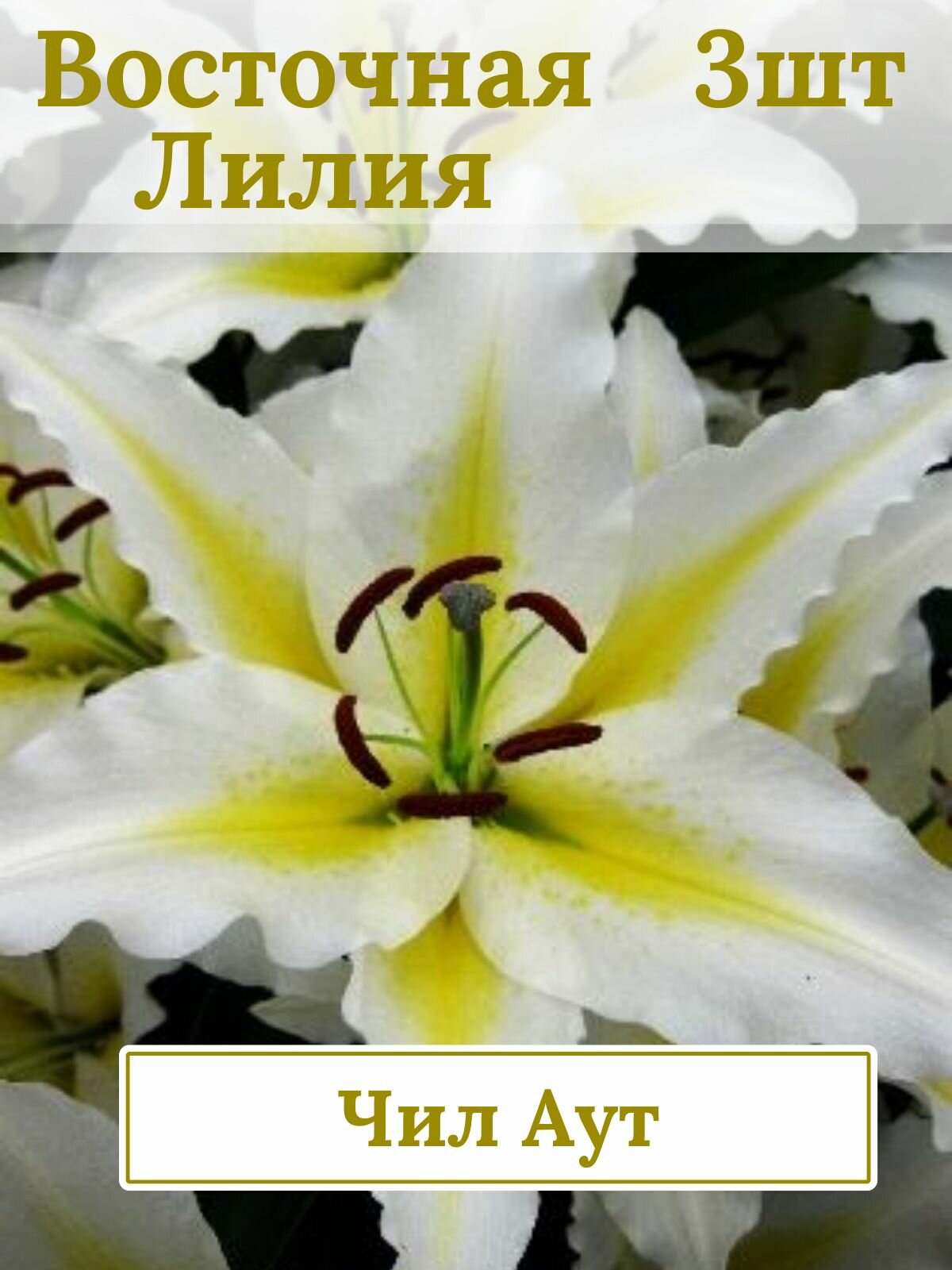 Лилия Восточная махровая, многолетние цветы, луковицы 3 шт