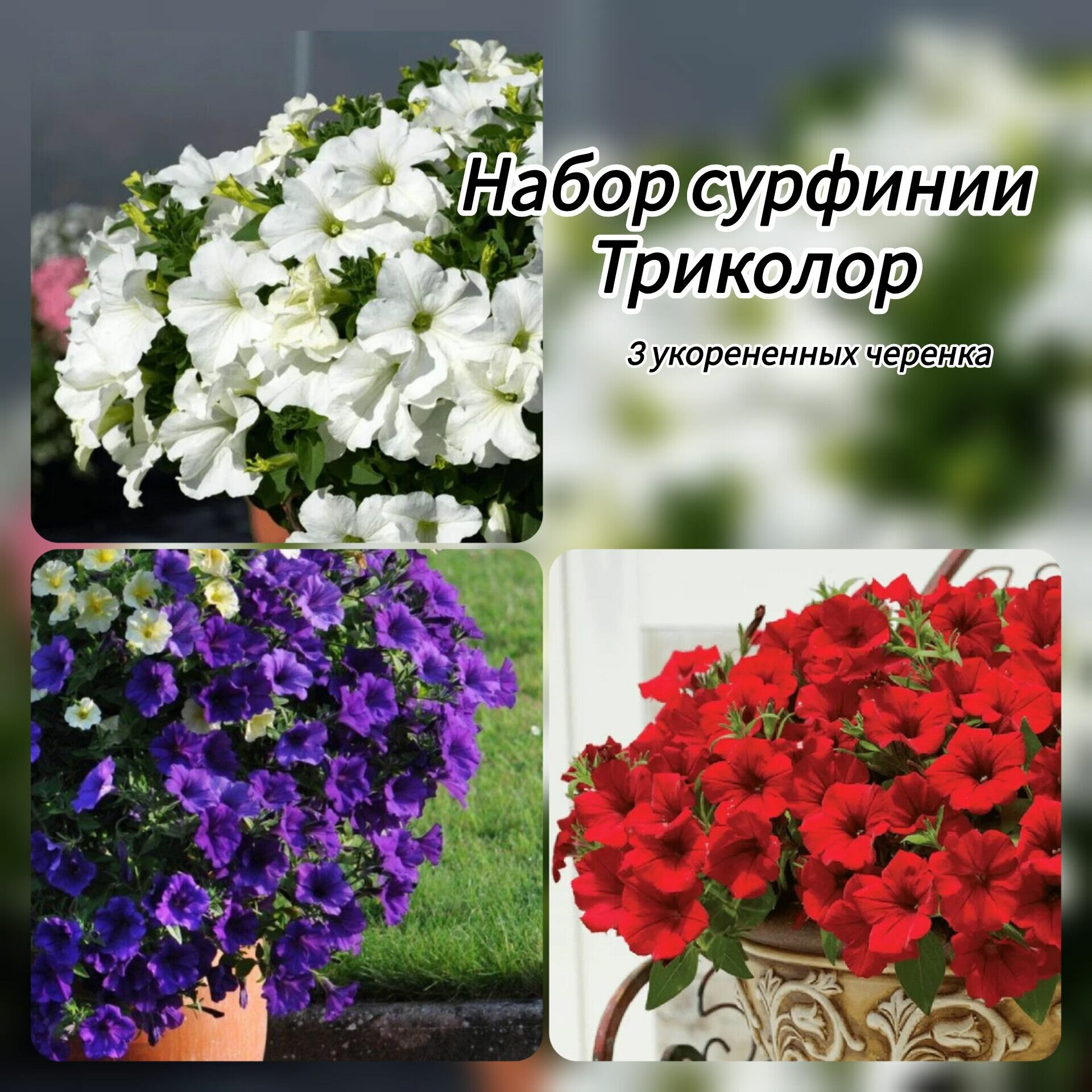 Сурфиния набор "Триколор": Дип Ред, Вайт Морн, Гиант Блу, петуния ампельная, 3 укор. черенка