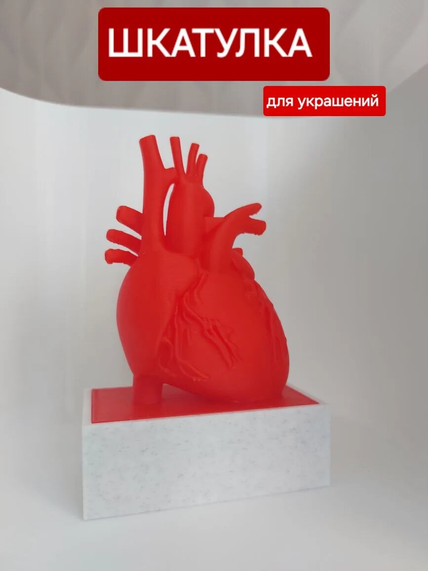 Шкатулка для украшений, 3D-модель, сердце, анатомическое, красное
