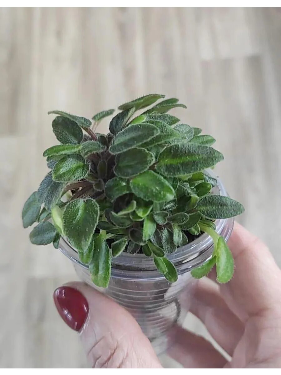 Фиалка детка сорт Dainty Dynamo — фото 1