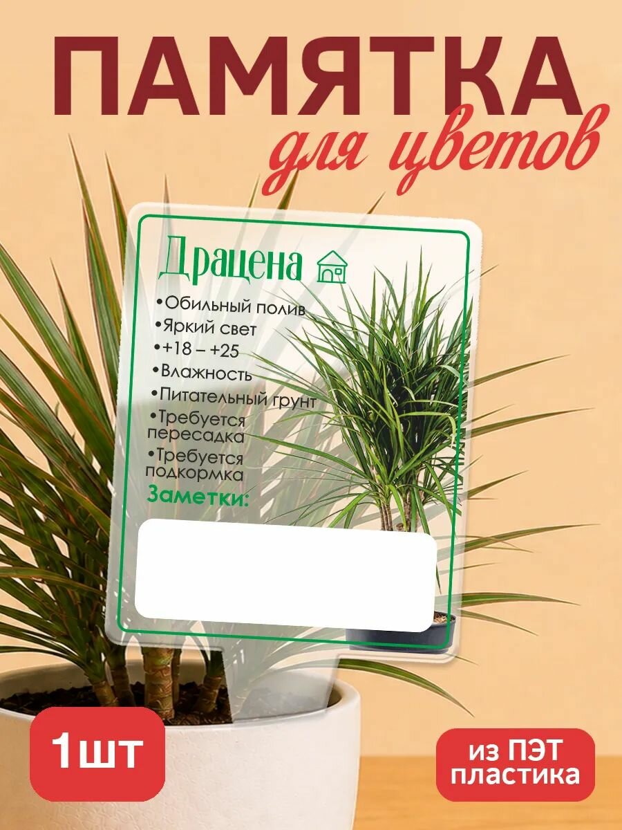 Памятка по уходу за цветами Драцена