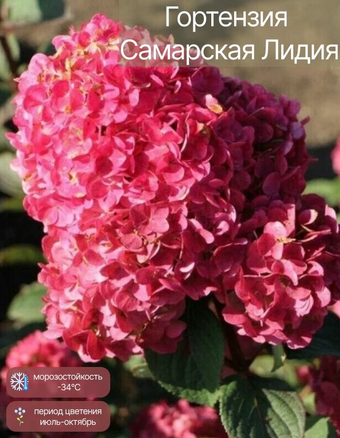 Гортензия метельчатая "Самарская Лидия", многолетняя, для всех регионов