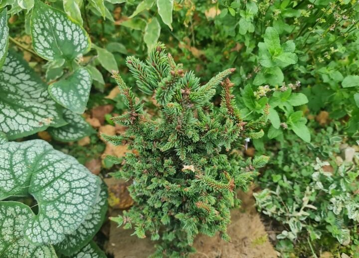 Ель обыкновенная Валентин, с2, молодая прививка 2 года