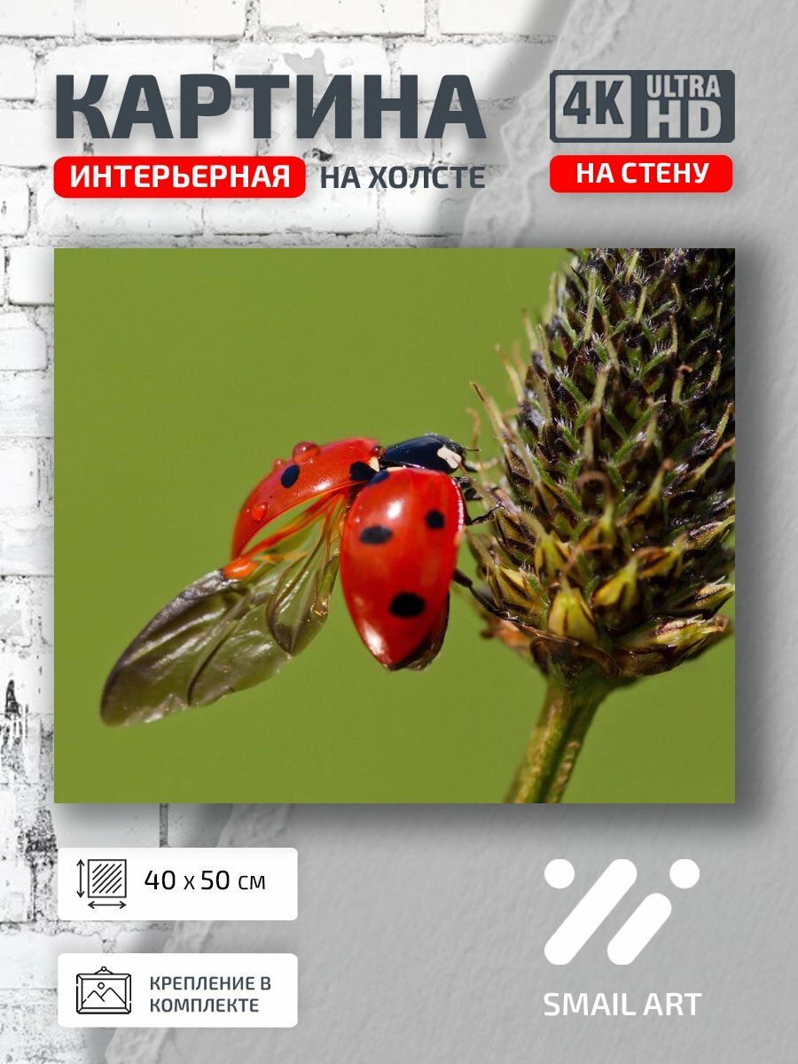 Картина на холсте интерьерная 40 на 50 на стену План Macro для студии макро интерьер декор