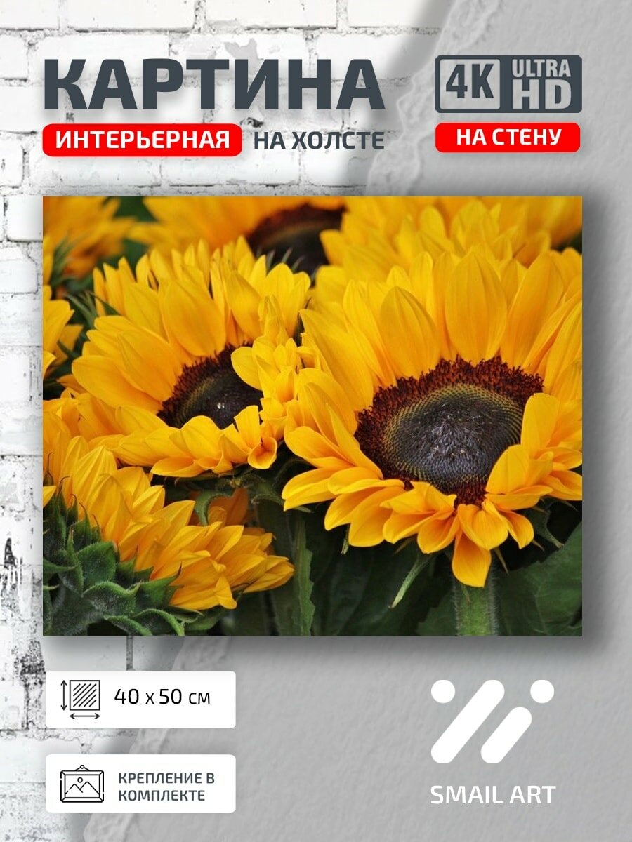 Картина на холсте интерьерная 40 на 50 на стену Подсолнухи цветут для кабинета атмосфера