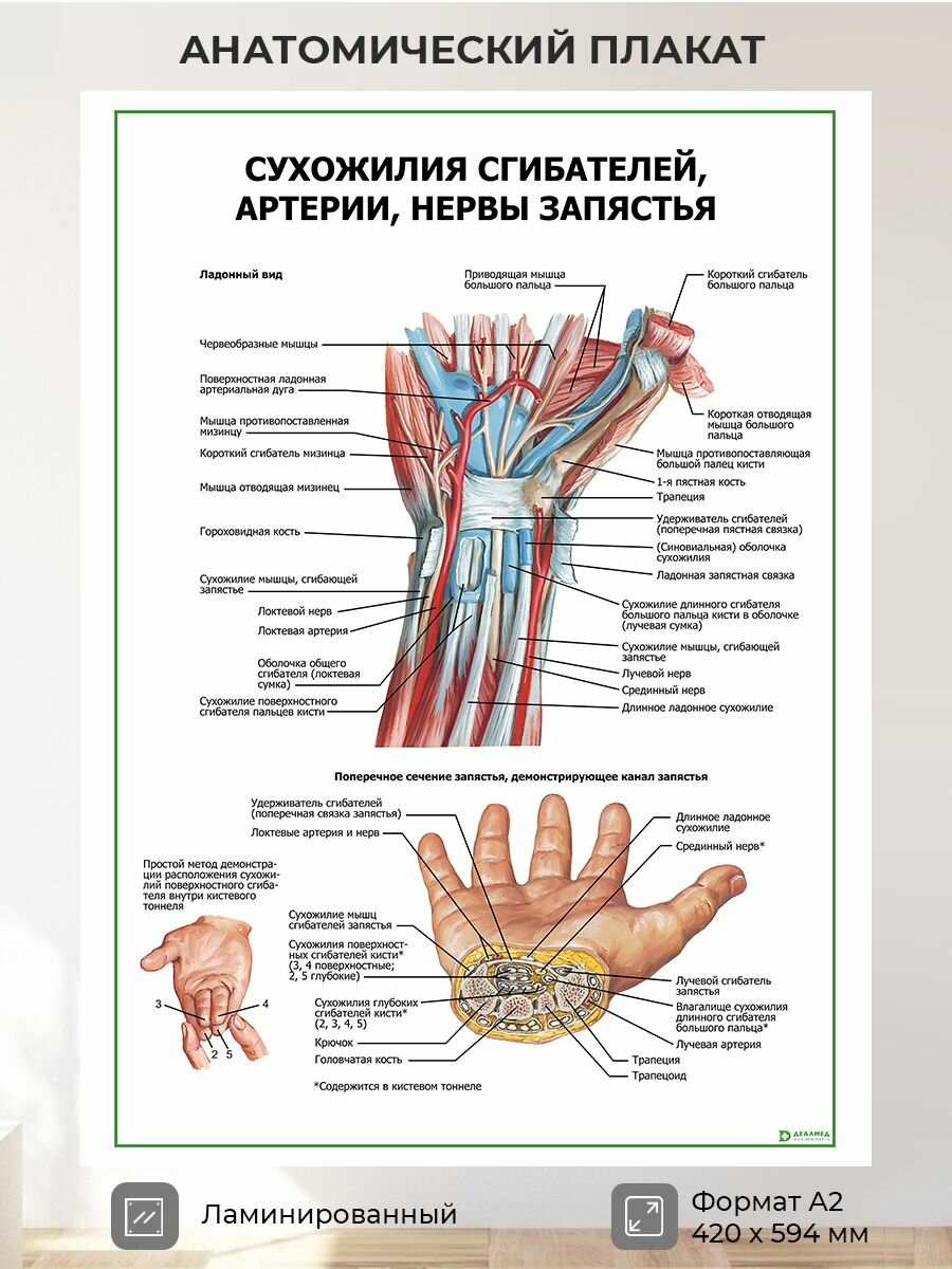 Обучающий медицинский плакат ламинированный формат А2 сухожилия сгибателей, артерии и нервы запястья