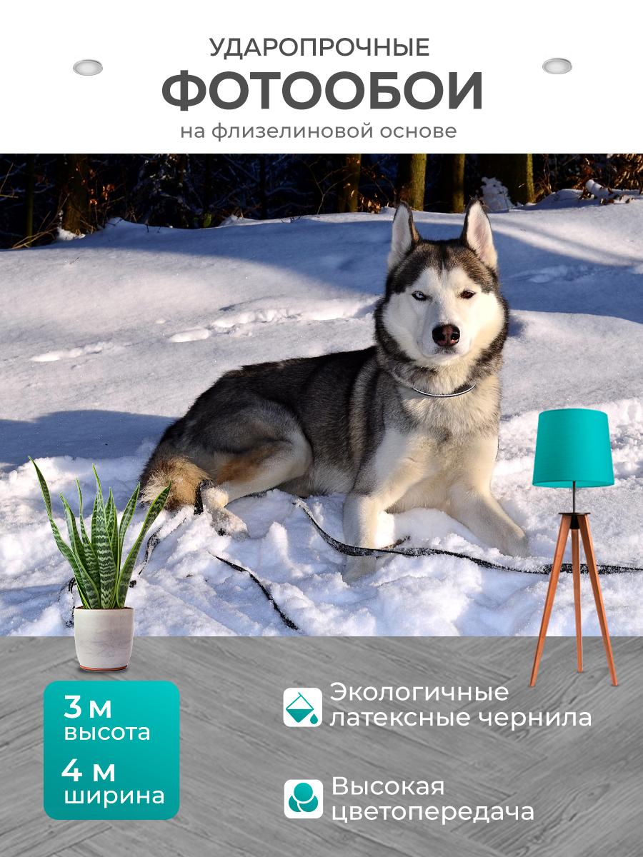 Фотообои моющиеся ударопрочные "Хаски, собака, сибирский хаски" 400x300 см. флизелиновые на стену