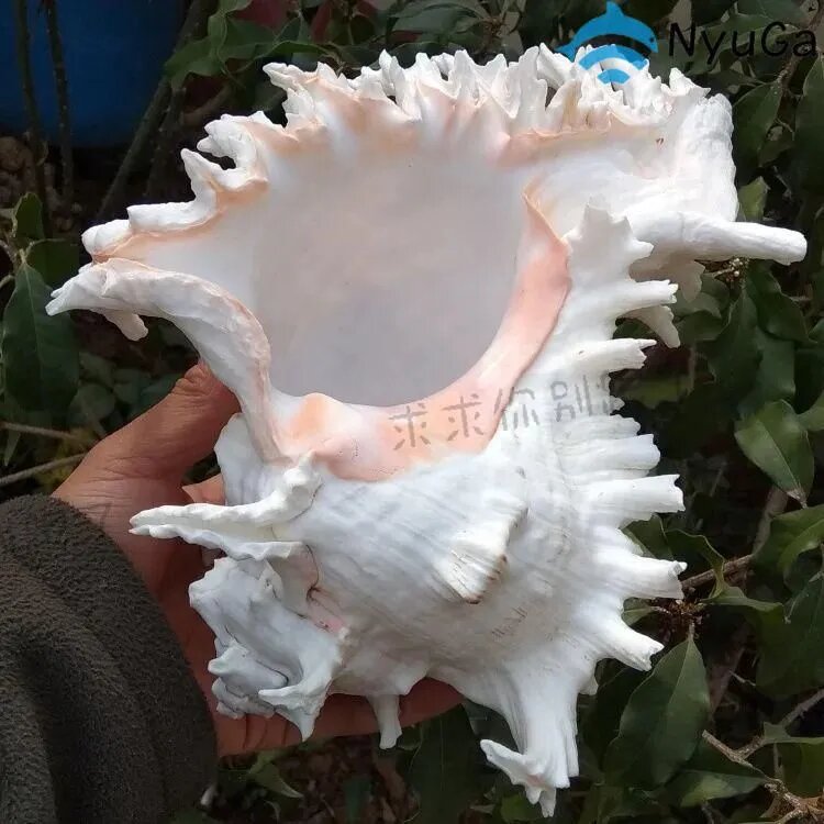 16-23 СМ Натуральная большая коралловая раковина-ракушка для домашнего декора1