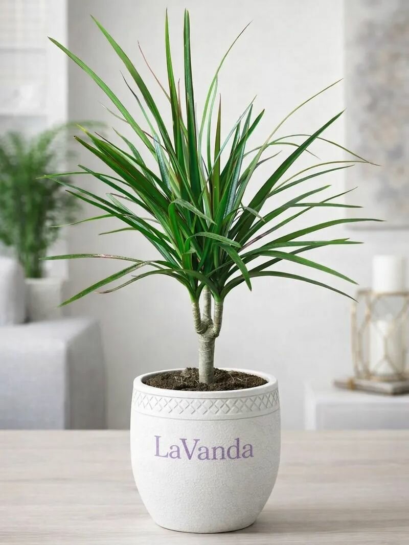 Драцена Маргината (Dracaena Marginata) Живое комнатное растение в горшке, Домашняя пальма, Драконово дерево