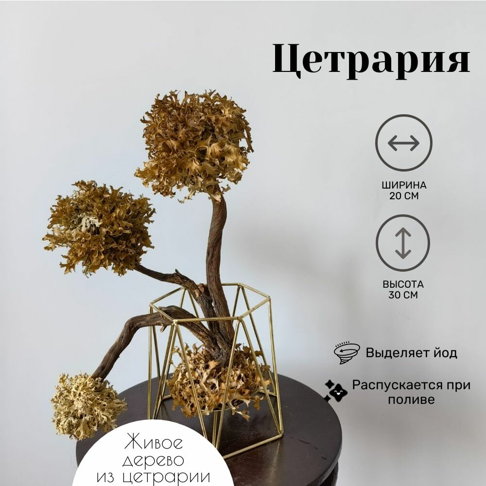 Живое дерево, из исландского мха, гипоаллергенный, для детской комнаты