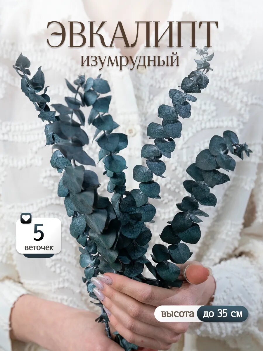 Эвкалипт бейби блю изумрудный 5 шт, сухоцветы для декора