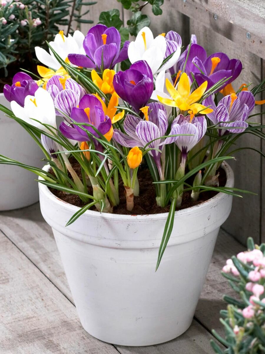 Комплект ботанических крокусов Holland Bulb Market, многолетние, 35 луковиц