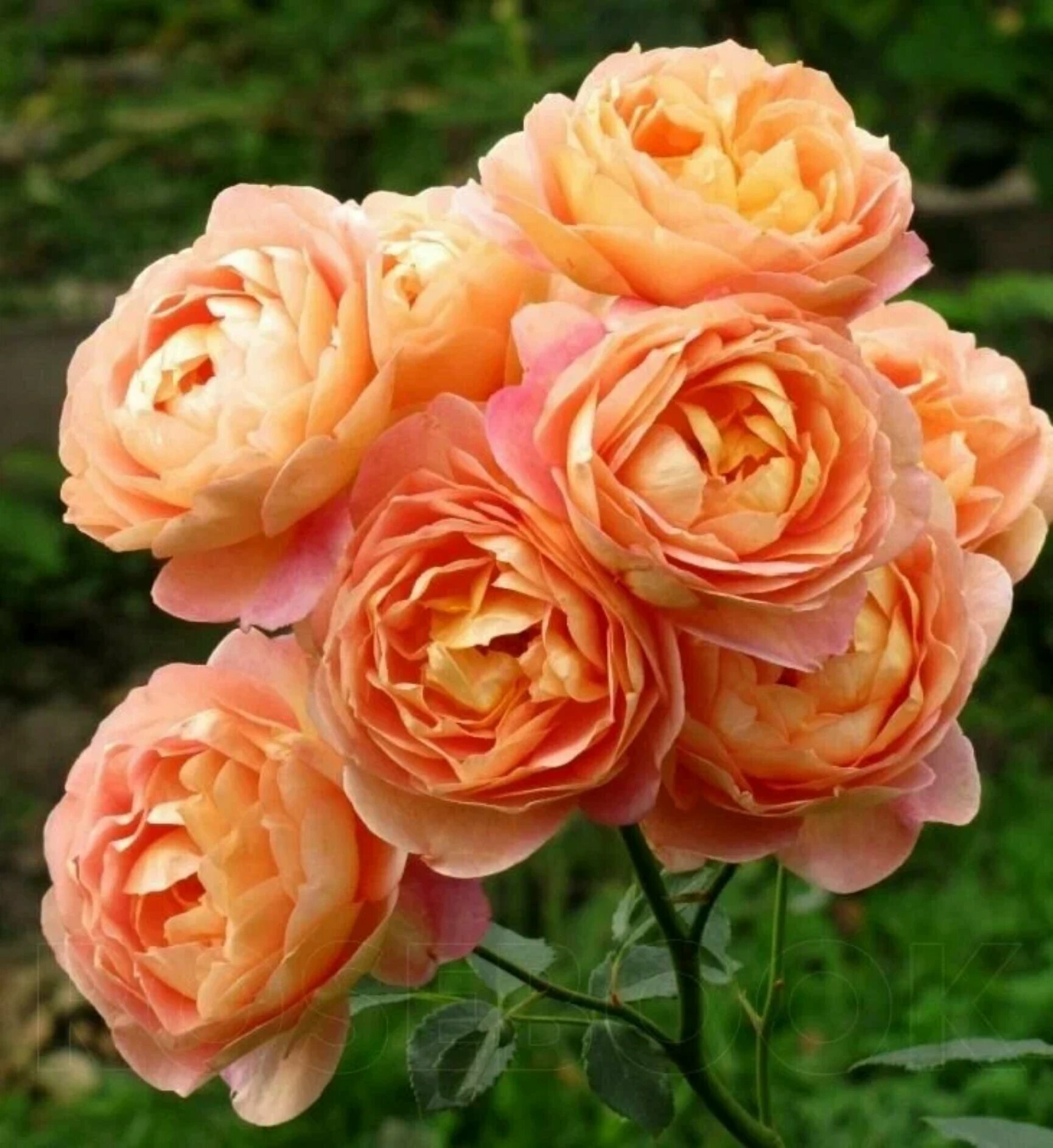 Роза английская Леди оф Шалот (Lady of Shalott) / 1 шт, морозостойкий сорт