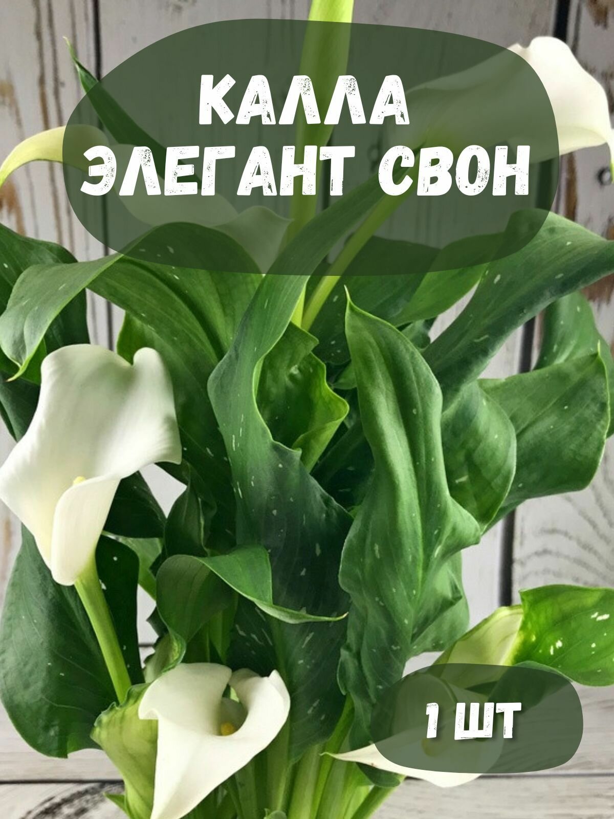 Калла Элегант Свон 1шт