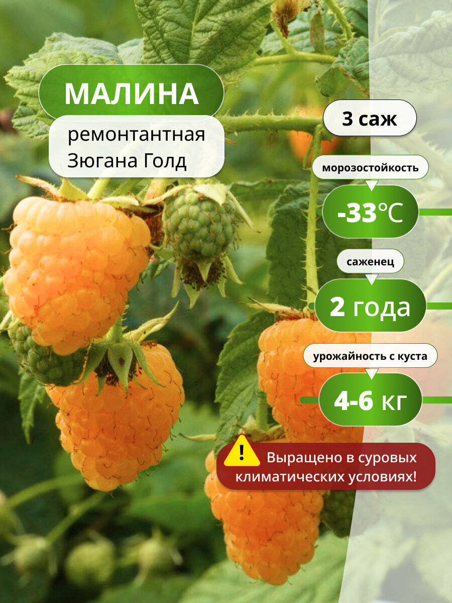 Малина ремонтантная Зюгана Голд / 2 шт, морозостойкий сорт, желтый