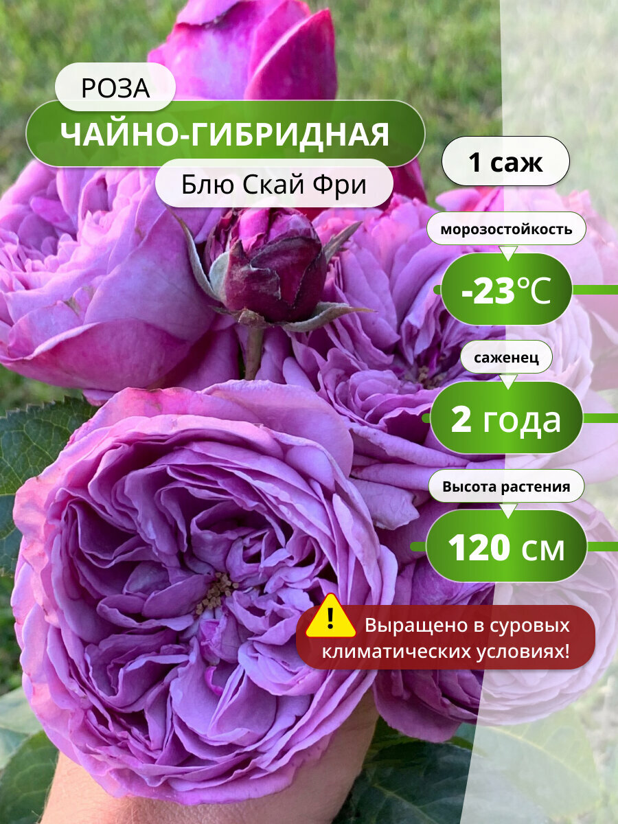 Роза чайно-гибридная Блю Скай, многолетняя, фиолетовая, 35см