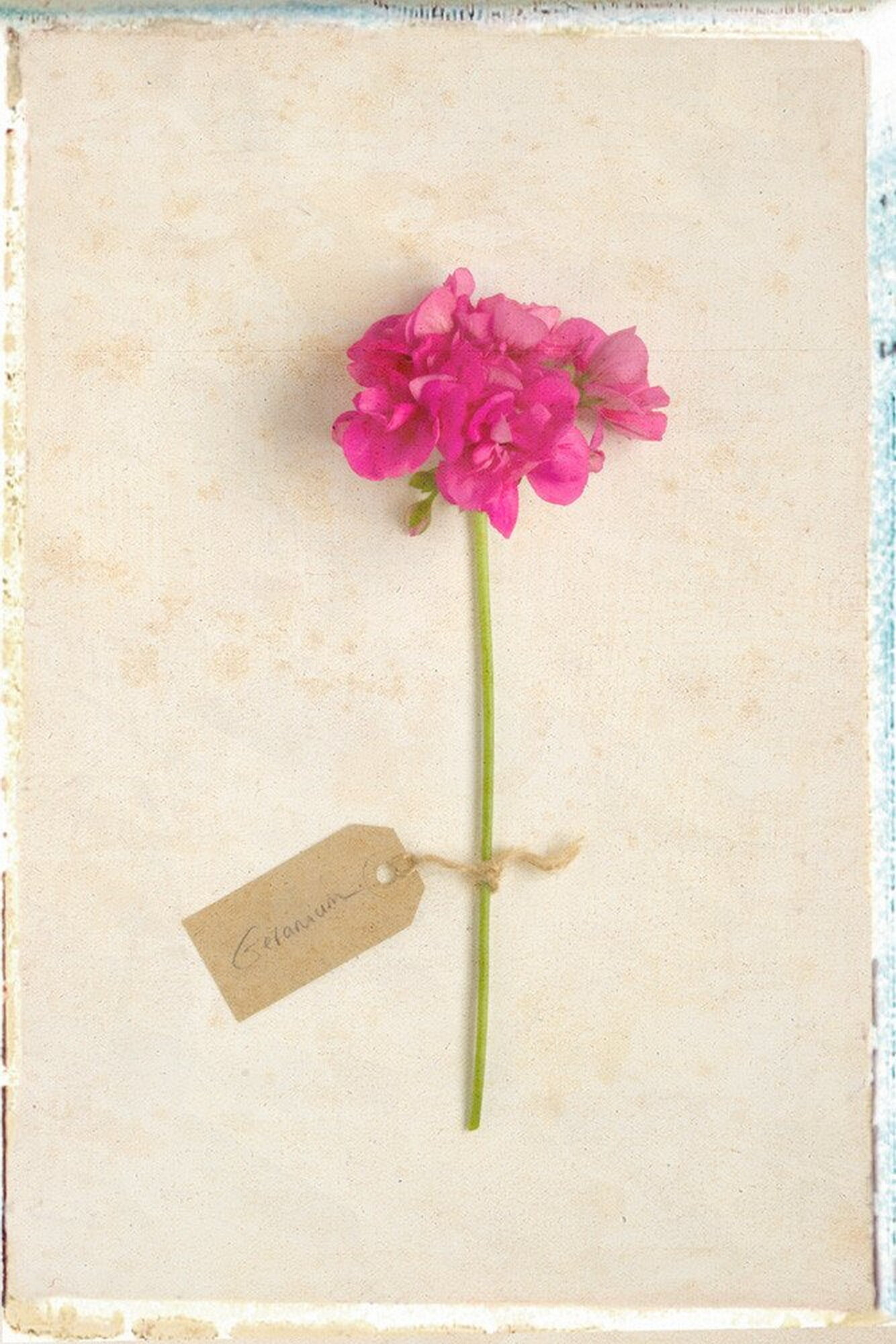 Плакат, постер Герань. Ботаническая иллюстрация на бумаге, размер 21х30см