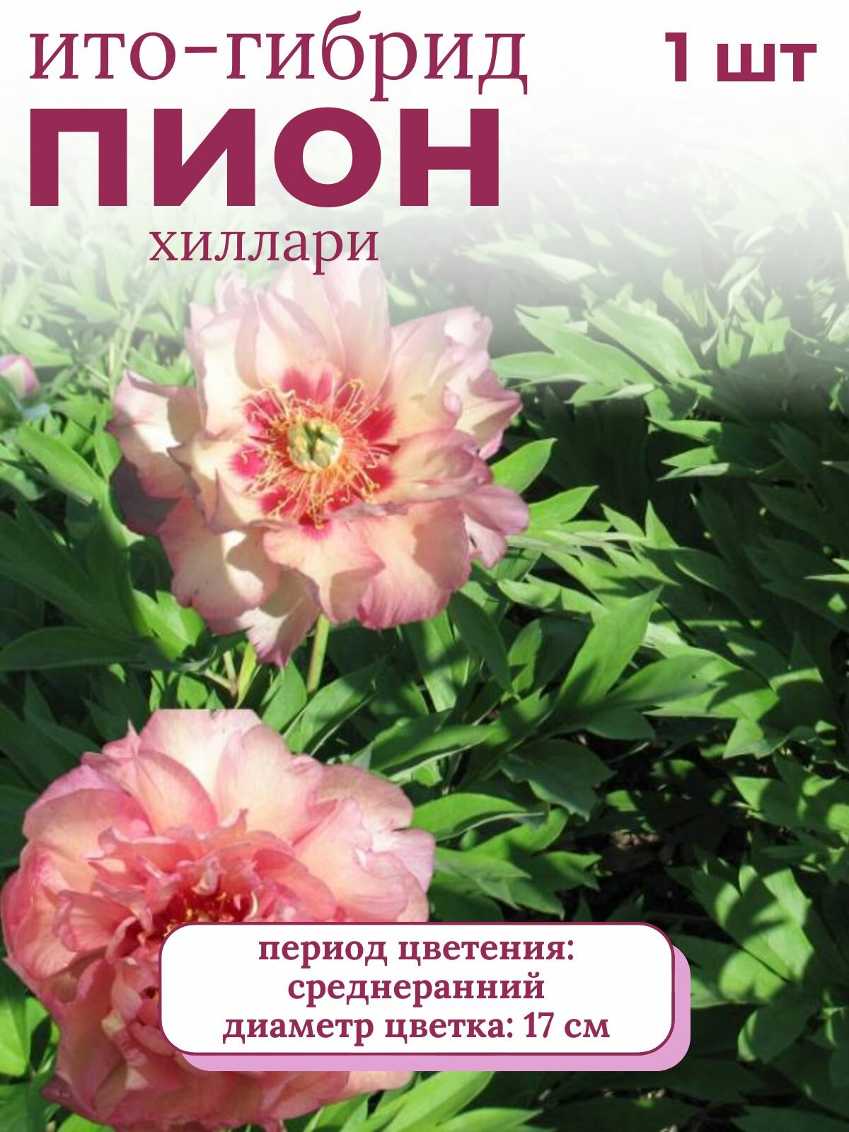 Пион ИТО-гибрид, многолетние цветы 1 шт