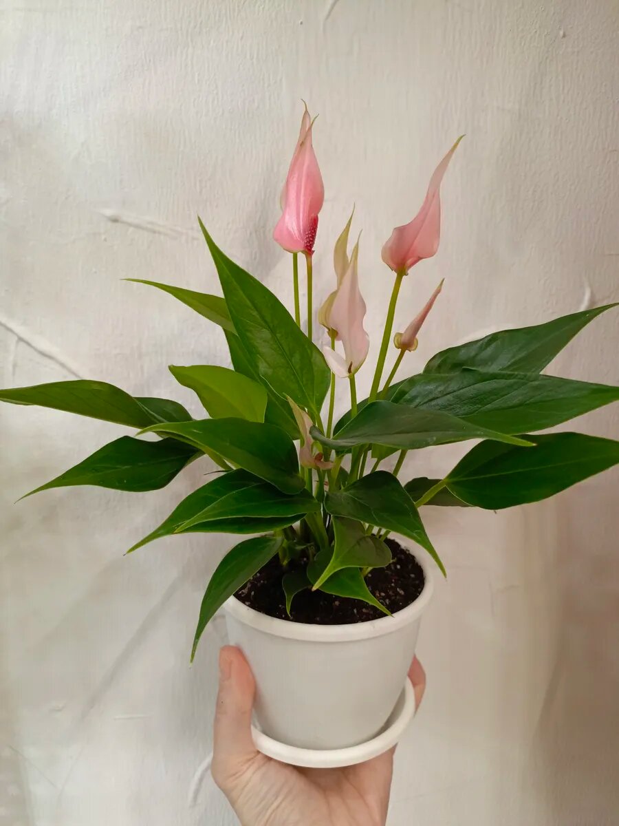 Антуриум Андрианум Лилли живой цветок в кашпо 11/30