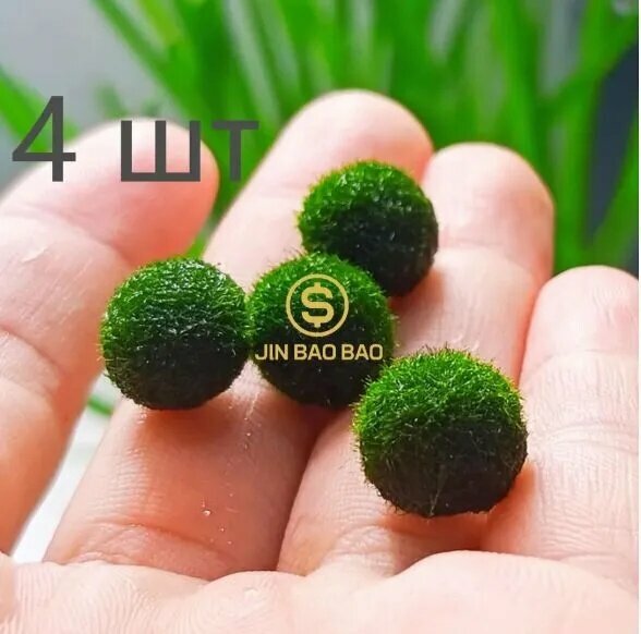 Кладофора шаровидная 1-2см 4шт живые растения для аквариума