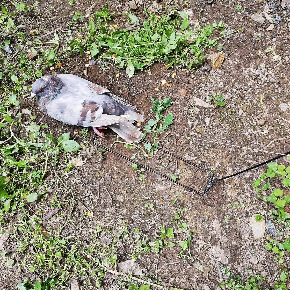 Домашняя ловушка для птиц инструменты для кемпинга охотничьей клетки голубей, фазанов уток других птиц