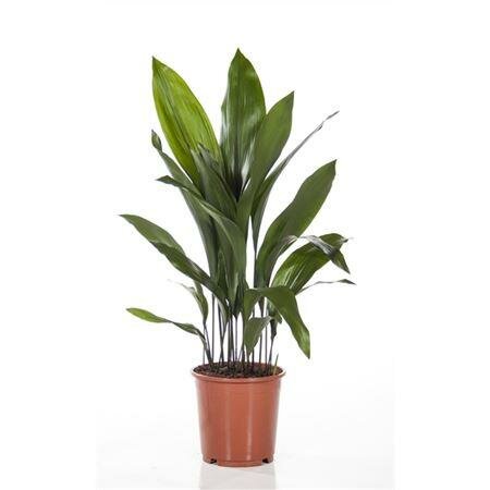 Аспидистра высокая - Aspidistra elatior D21 H80