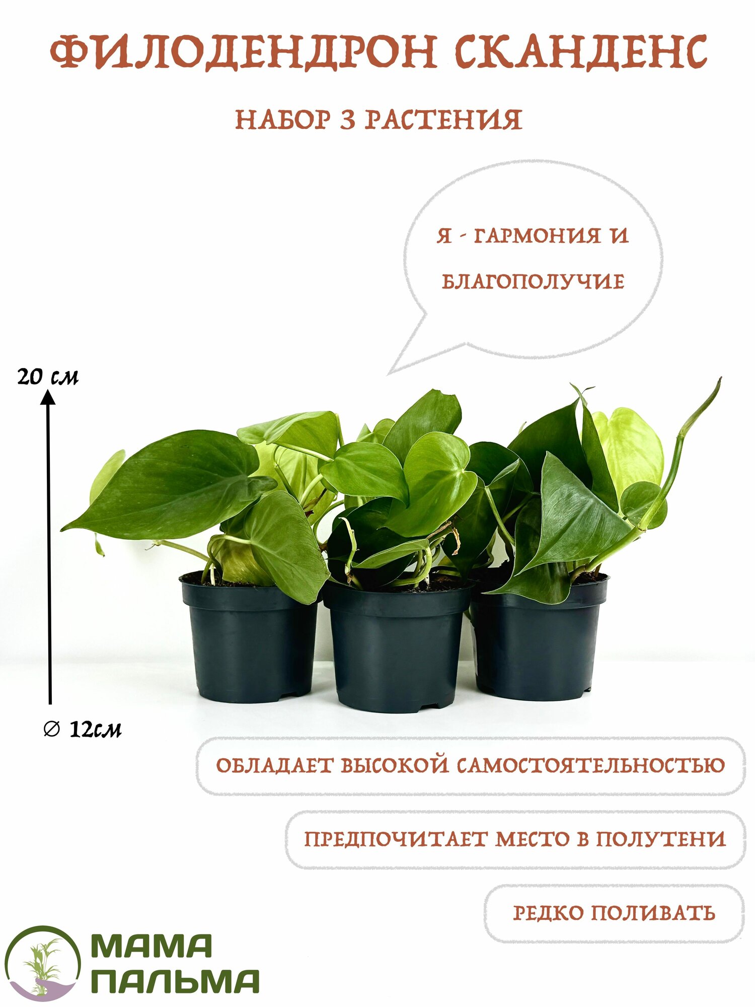 Набор 3 растения Филодендрон D12 высота 20 см (живые растения)