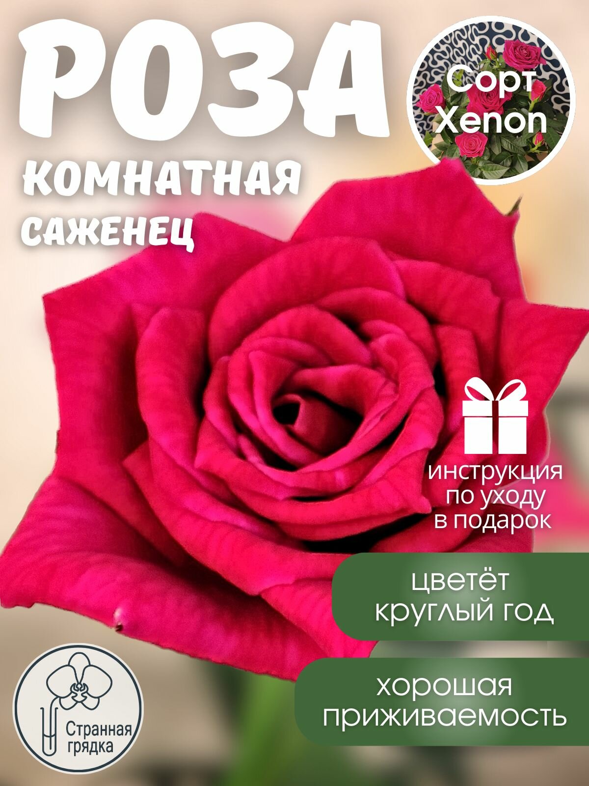 Роза в горшке живая Xenon комнатная, саженец, малиновая