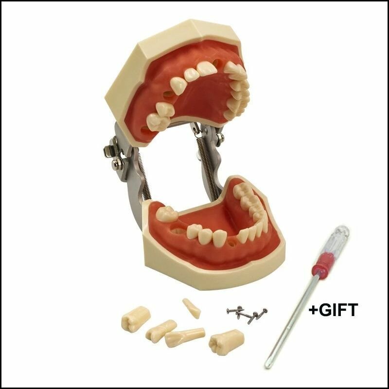 Анатомическая модель