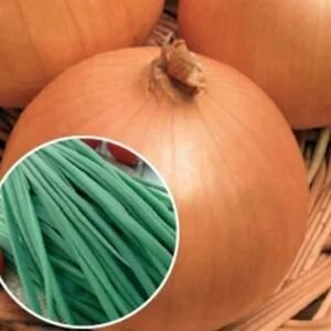 Коллекционные семена лука репчатый На перо и репку