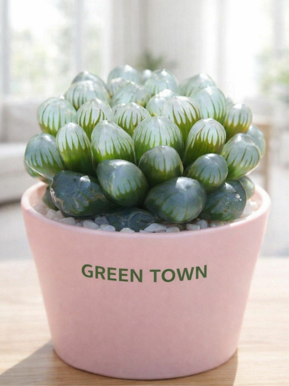 Хавортия GREEN TOWN Купера, живое растение, многолетник, диаметр горшка 11 см, в коробке