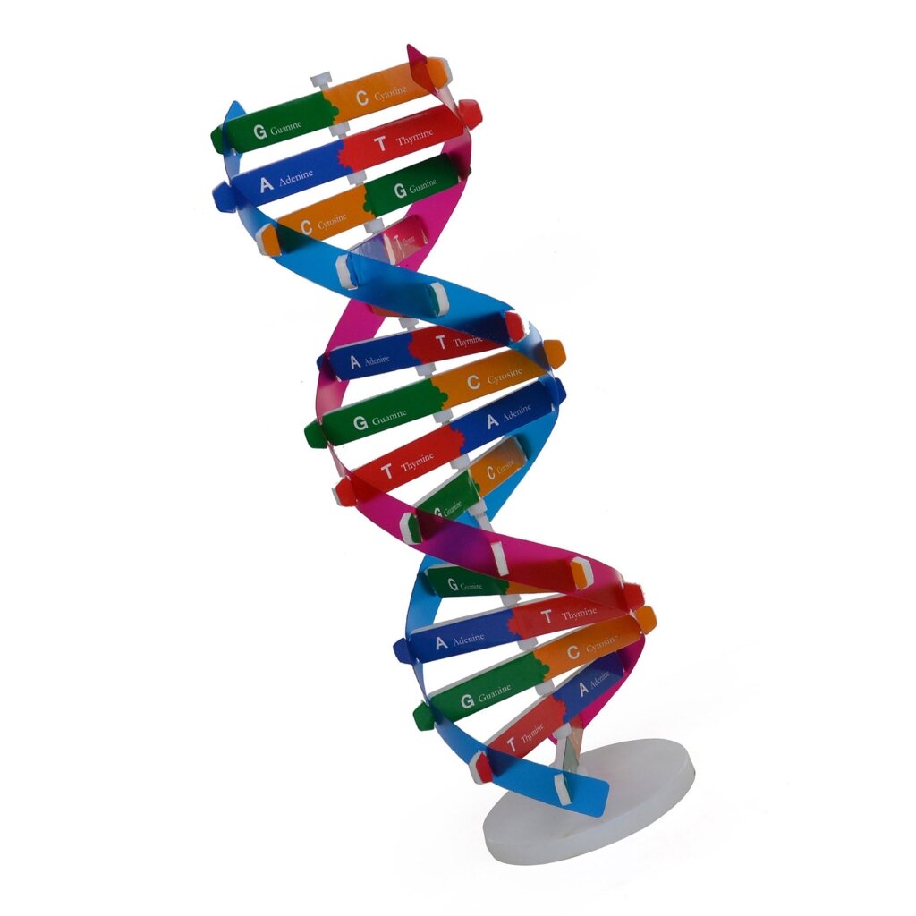 Образовательная Модель ДНК из бумаги с двойным Разворотом Для преподавания Биологии И совместного обучения