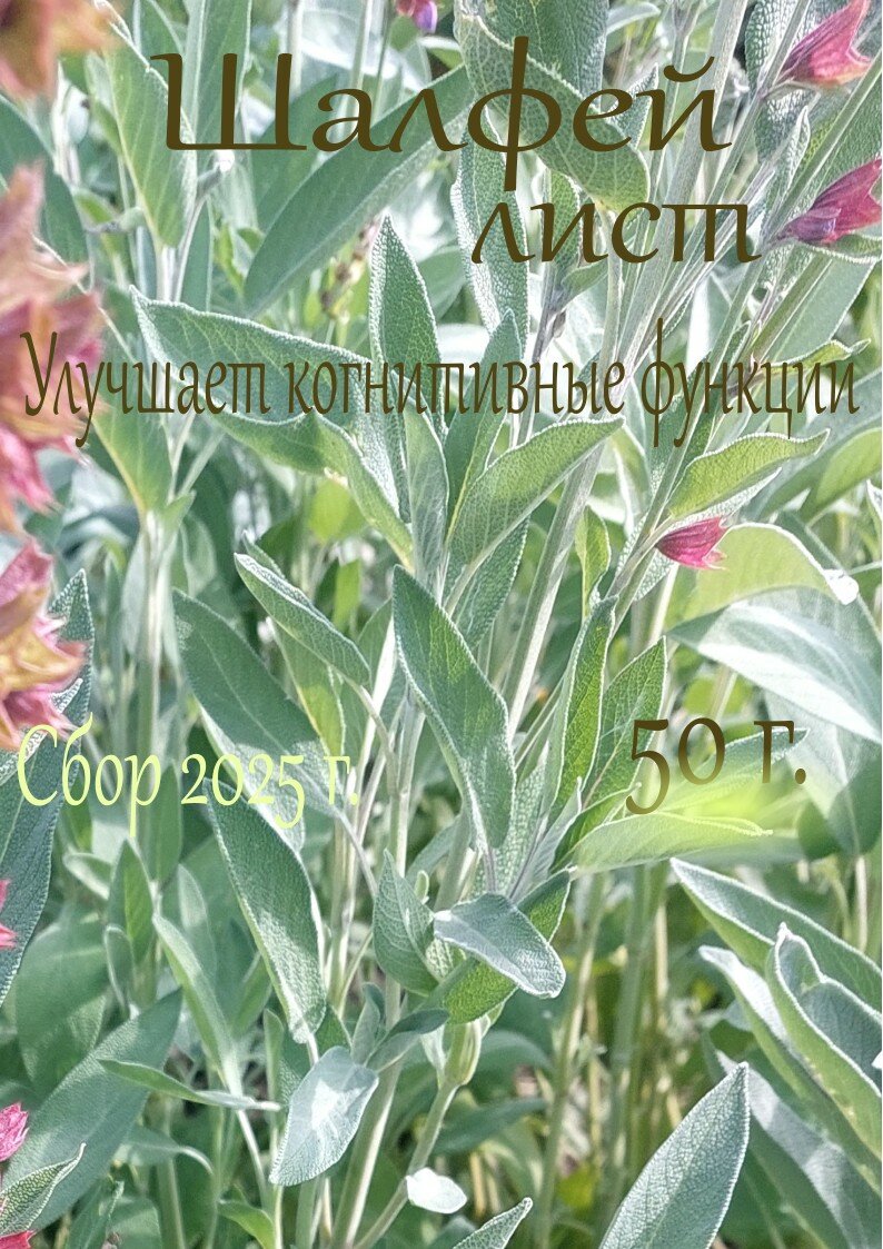 Шалфей. Лист. 2025 г.
