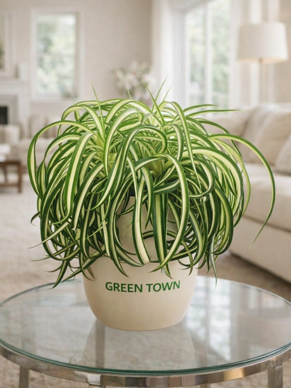 Живое растение GREEN TOWN "Хлорофитум хохлатый", в транспортировочном горшке, в коробке