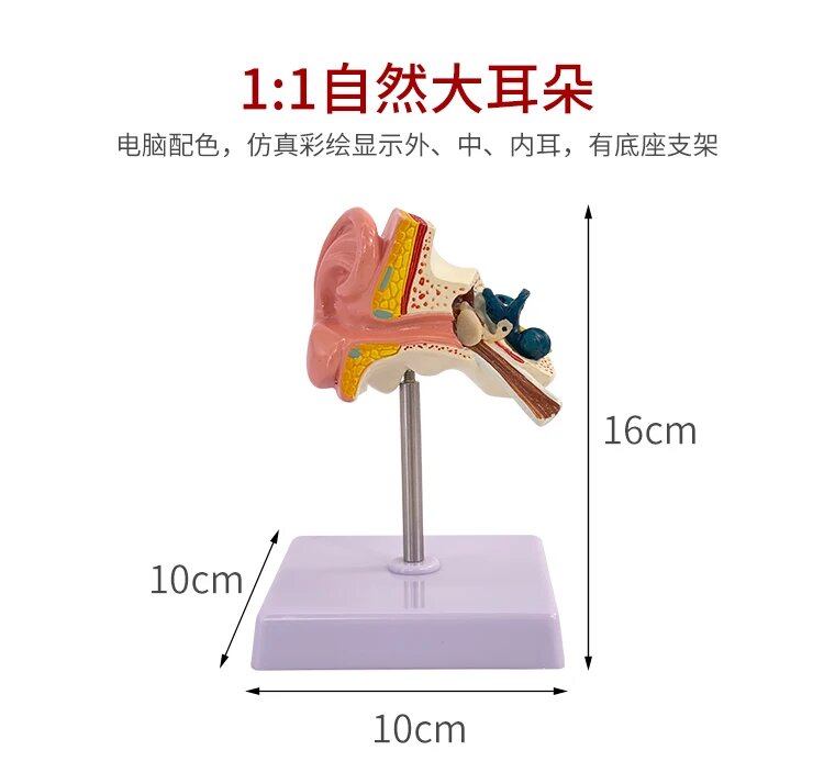 Анатомическая модель уха Lehrmit EAR model 1X