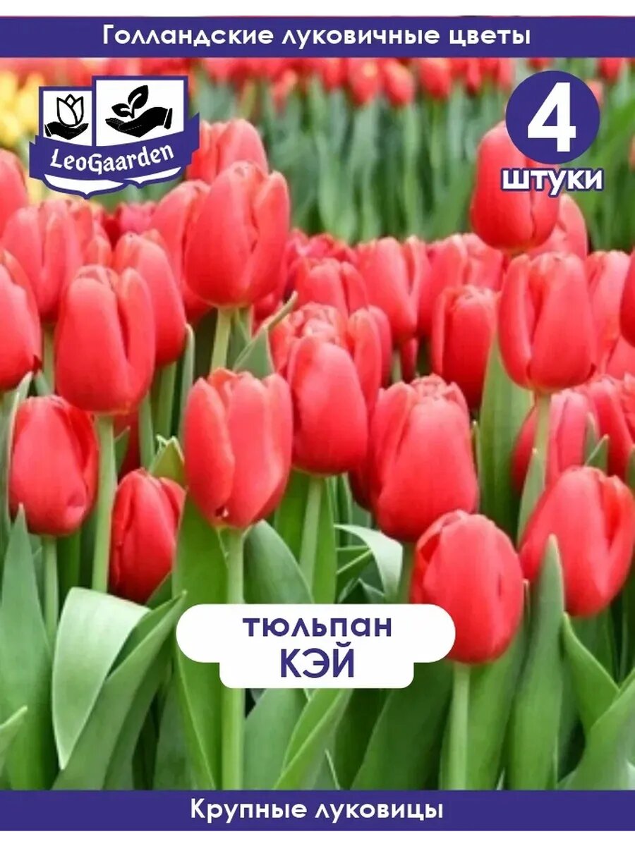 Тюльпан Луковица, Кэй 4 шт, крупные
