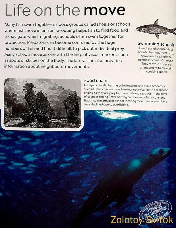 Книга DK Eyewitness "Fish", твёрдая обложка, 2022 г, на английском языке — фото 1