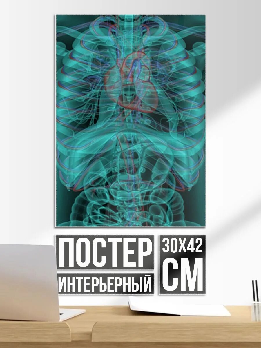 Постер на стену Рентген человека